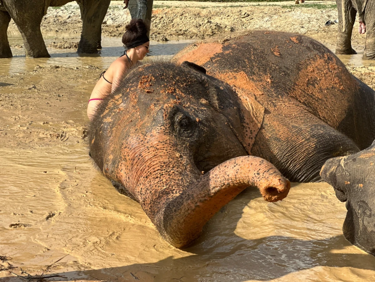 Half-Day Elephant Sanctuary in Krabi - Ethical Wildlife Experience ...